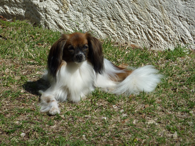 Tout sur le Phalène - Portail